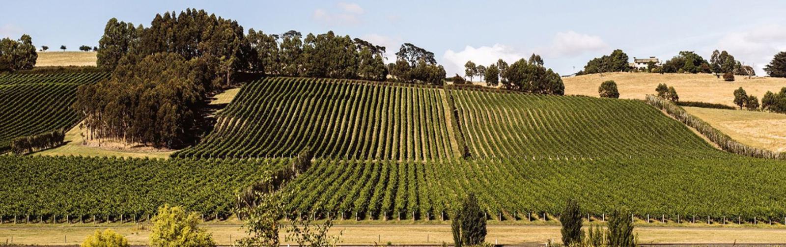 Tamar Valley Wine Region Guide | First Light Travel Blog